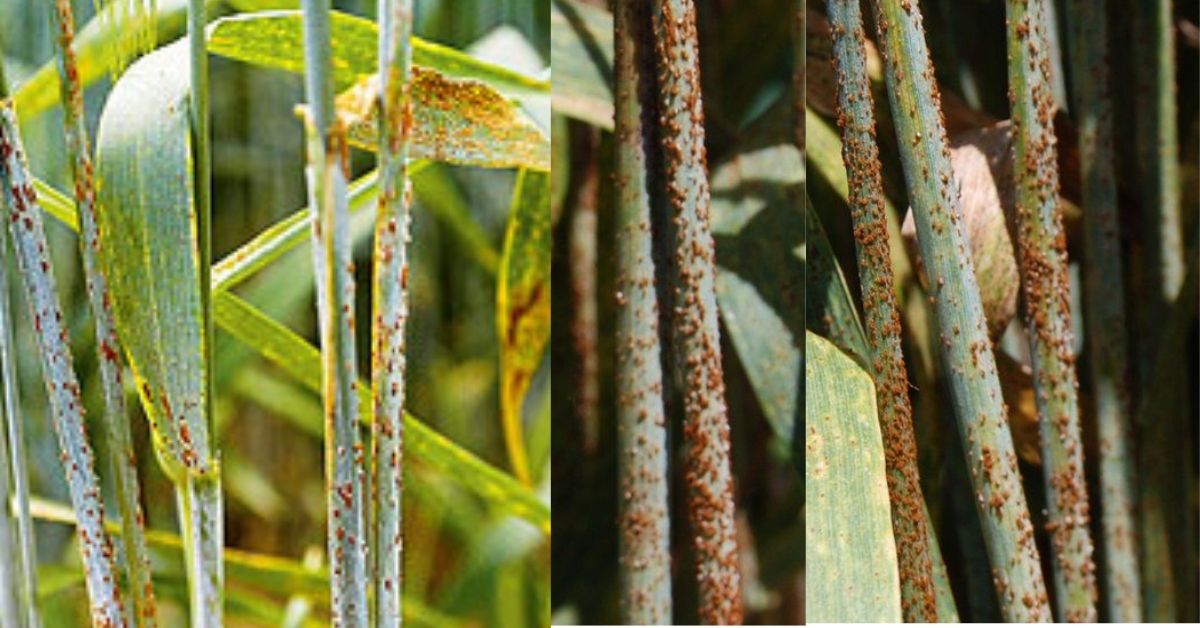 Wheat diseases and their management and control