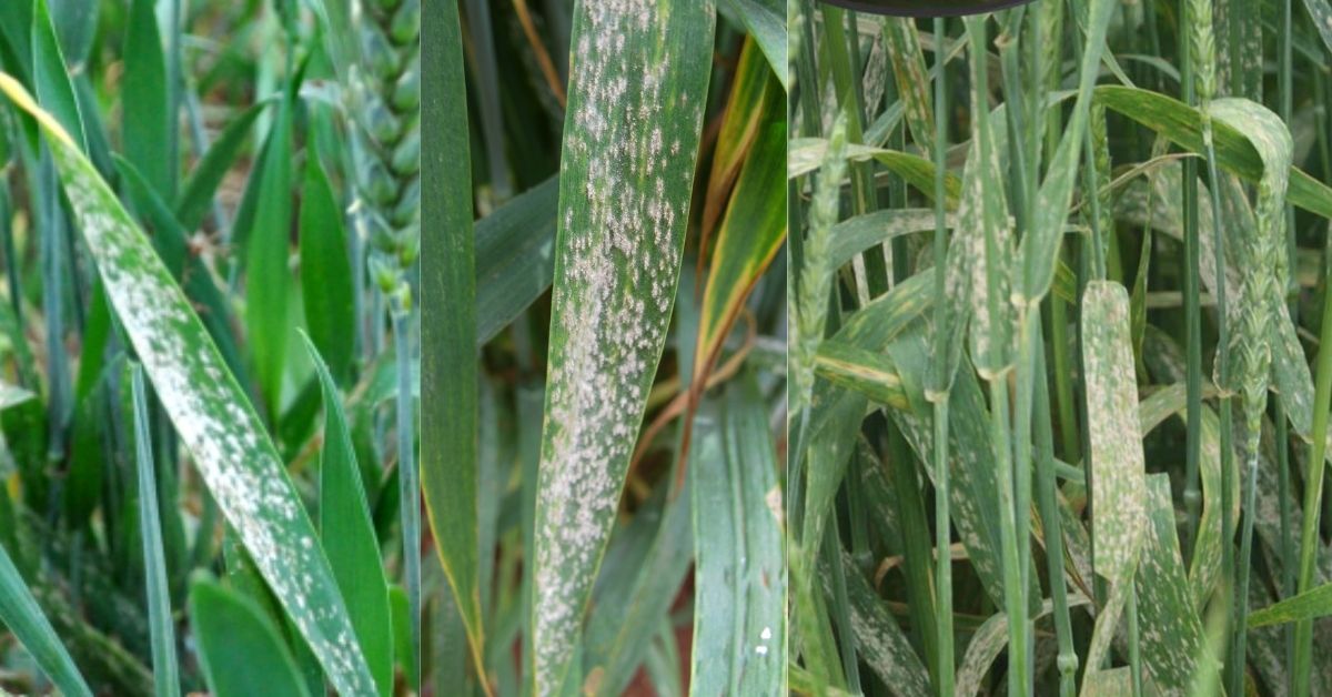 Wheat diseases and their management and control