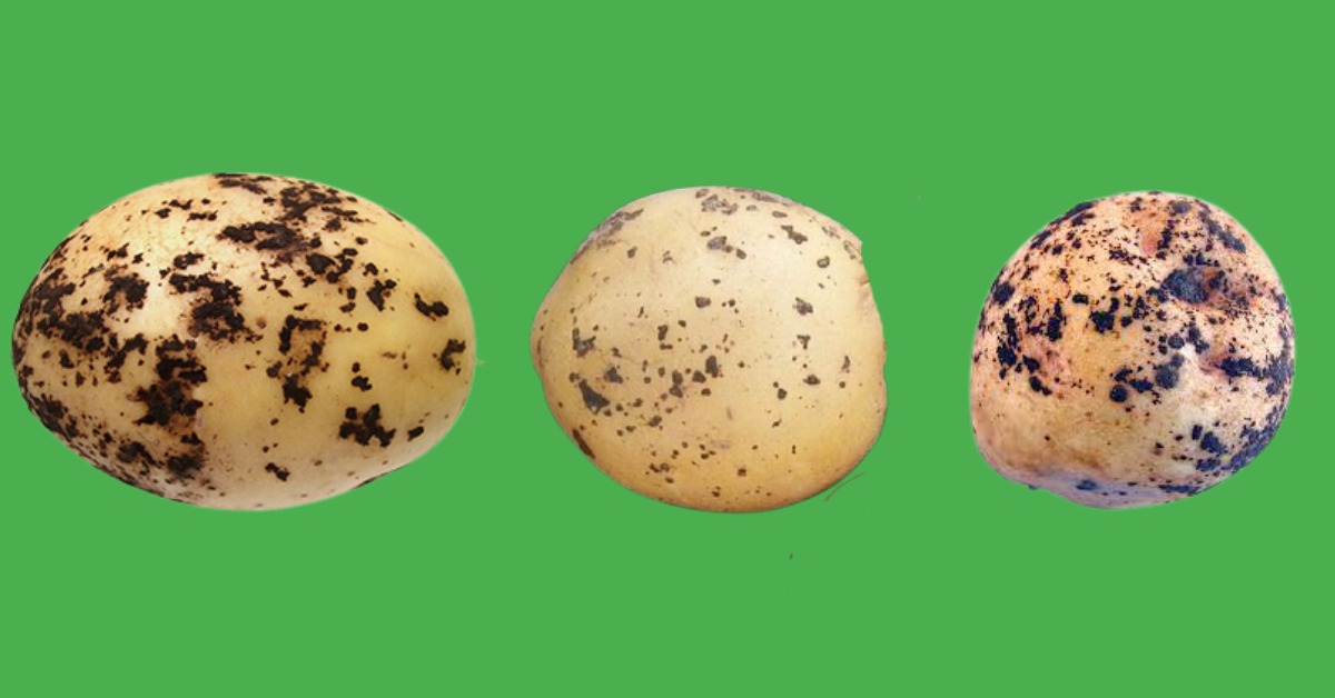 Potato diseases their symptoms and management & control