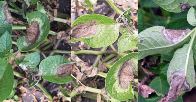 Potato diseases their symptoms and management & control