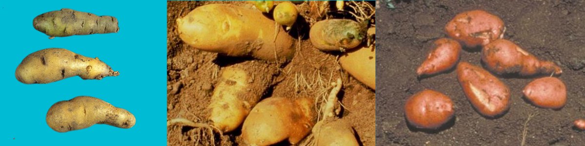 Potato diseases their symptoms and management & control
