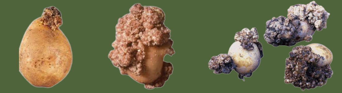 Potato diseases their symptoms and management & control
