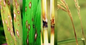Rice diseases and their control