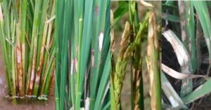 Rice diseases and their control