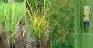 Rice diseases and their control