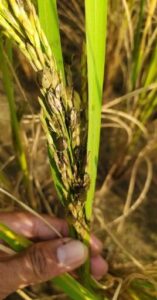 Rice diseases and their control