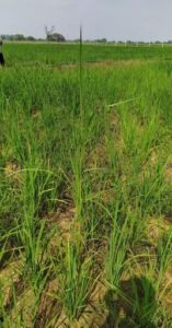 Rice diseases and their control