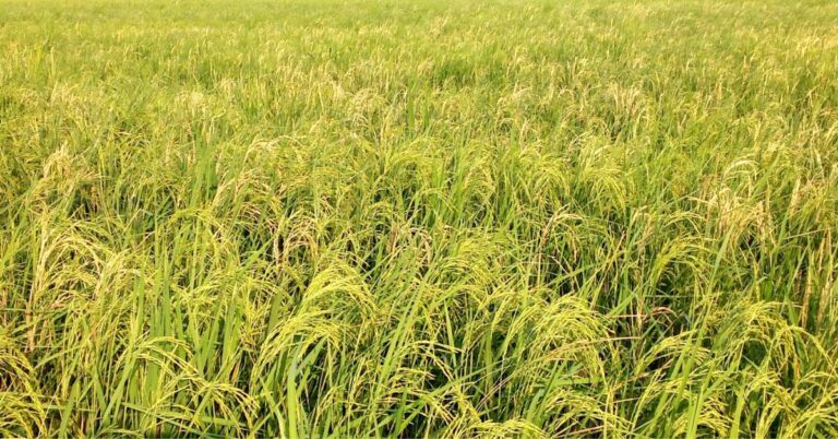 Rice Stem Borer: A Devastating Pest and How to Manage It