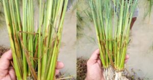 Rice diseases and their control
